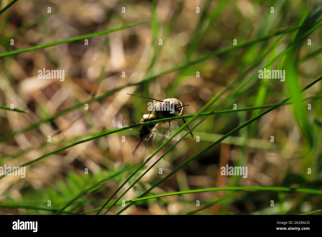 A pair of woolly hummingbirds mating on a blade of grass Stock Photo ...