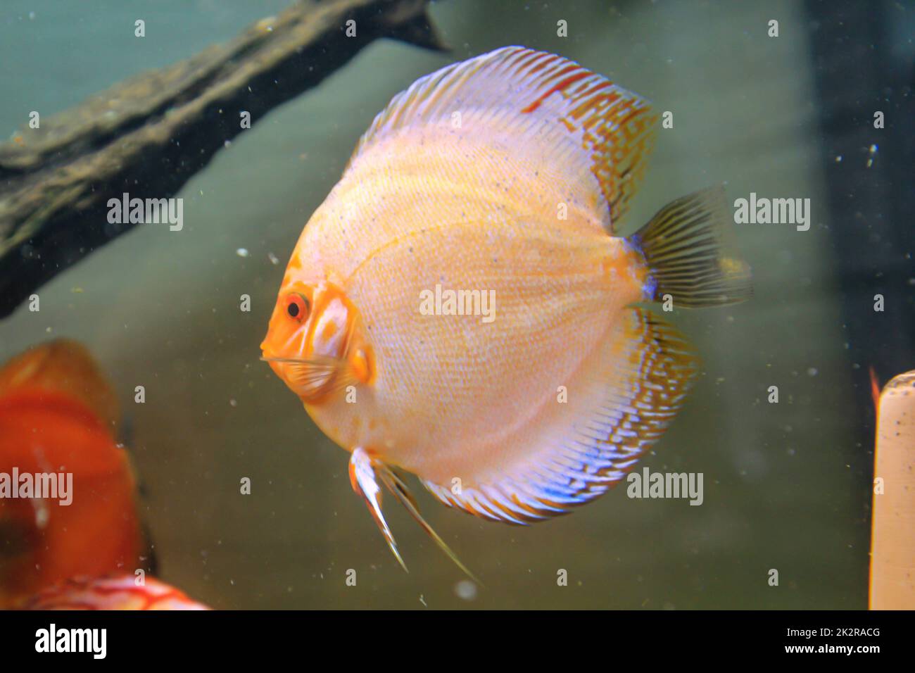 Portrait of a beautiful colorful discus cichlid in an Amazon aquarium ...