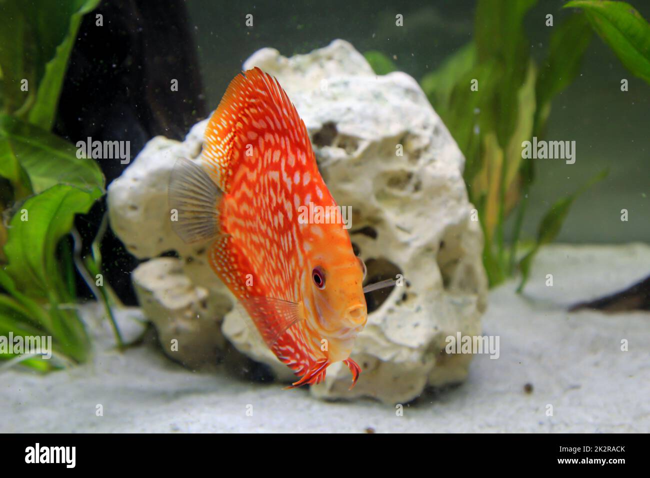 Portrait of a beautiful colorful discus cichlid in an Amazon aquarium ...