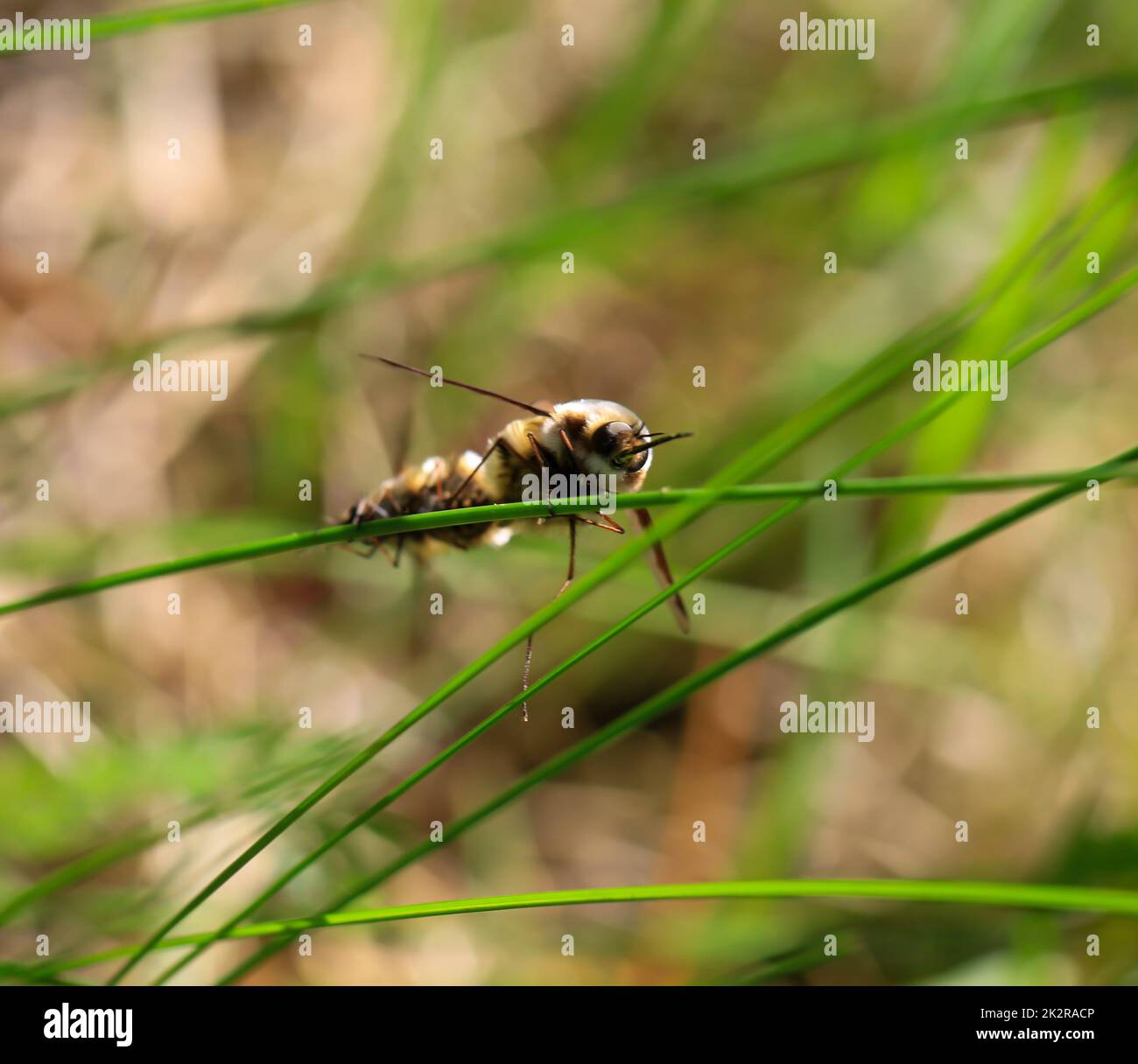 A pair of woolly hummingbirds mating on a blade of grass Stock Photo ...