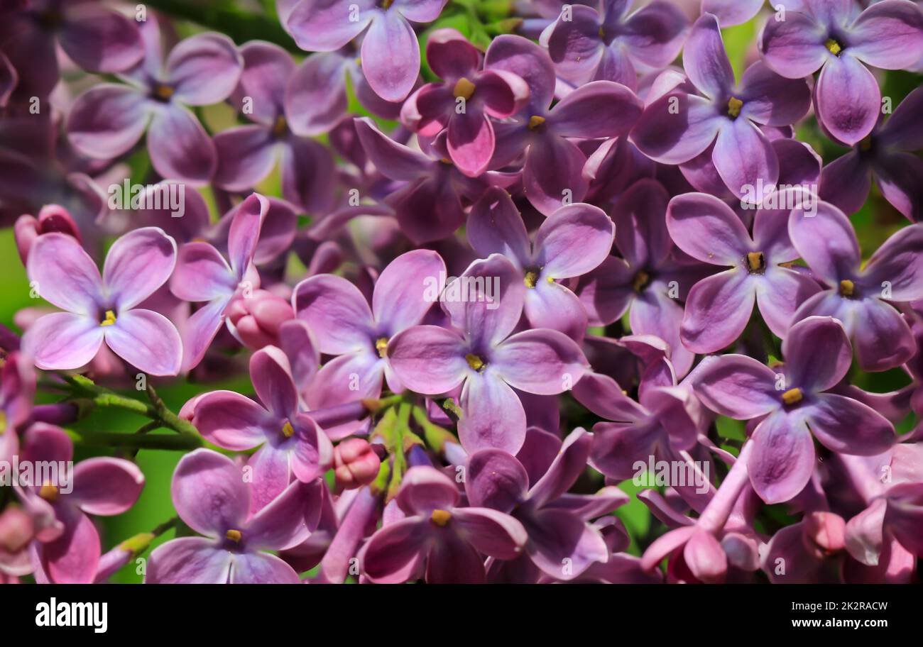 The flowers of the blue lilac in May, spring Stock Photo - Alamy