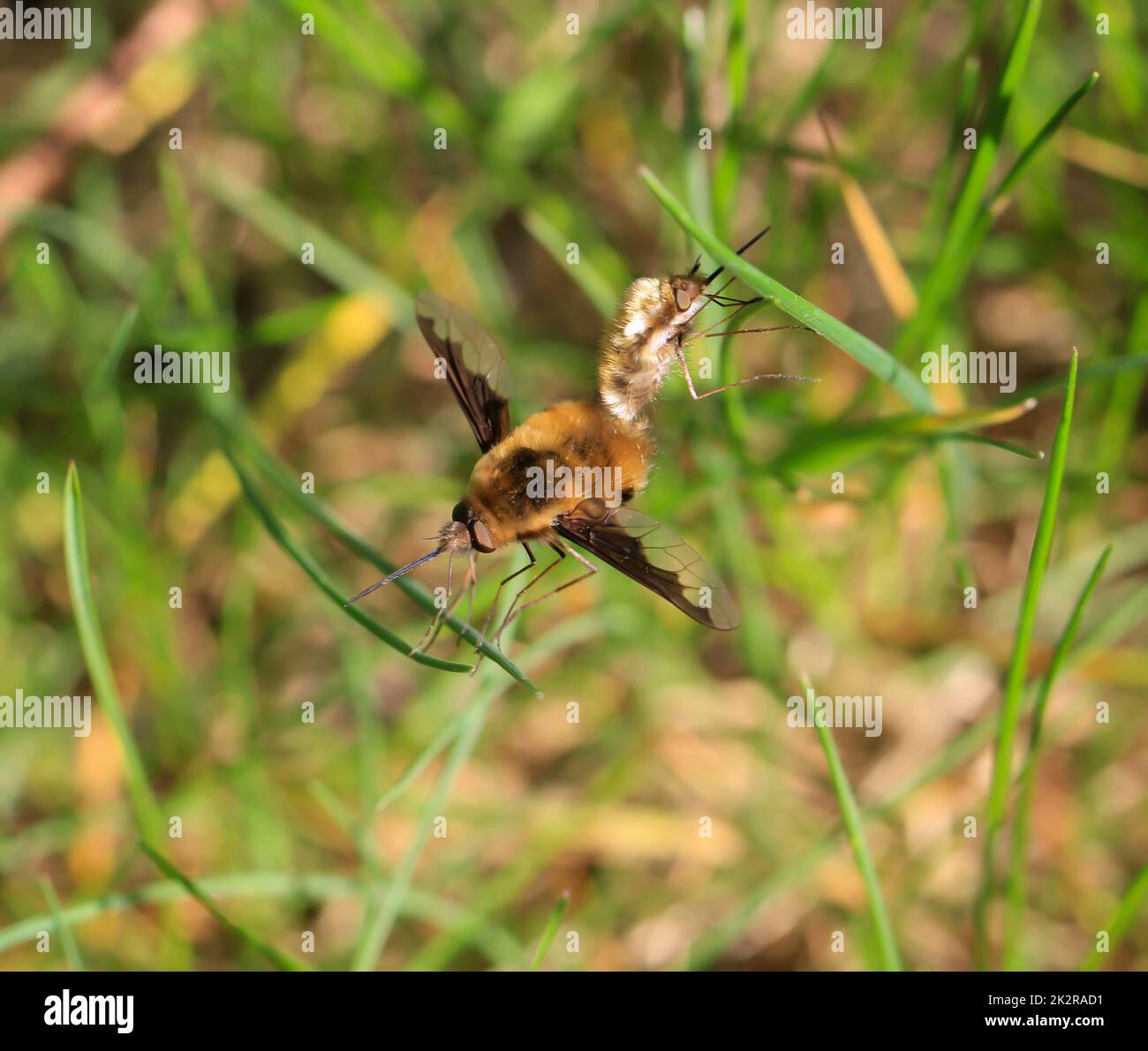 A pair of woolly hummingbirds mating on a blade of grass Stock Photo ...