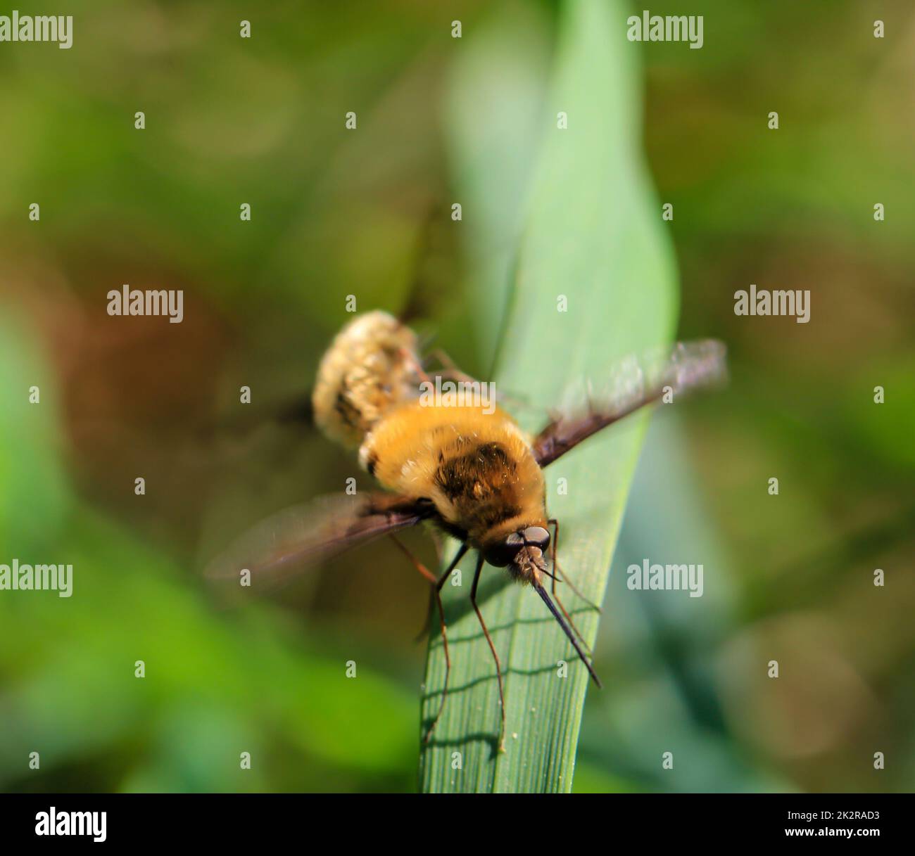 A pair of woolly hummingbirds mating on a blade of grass Stock Photo ...