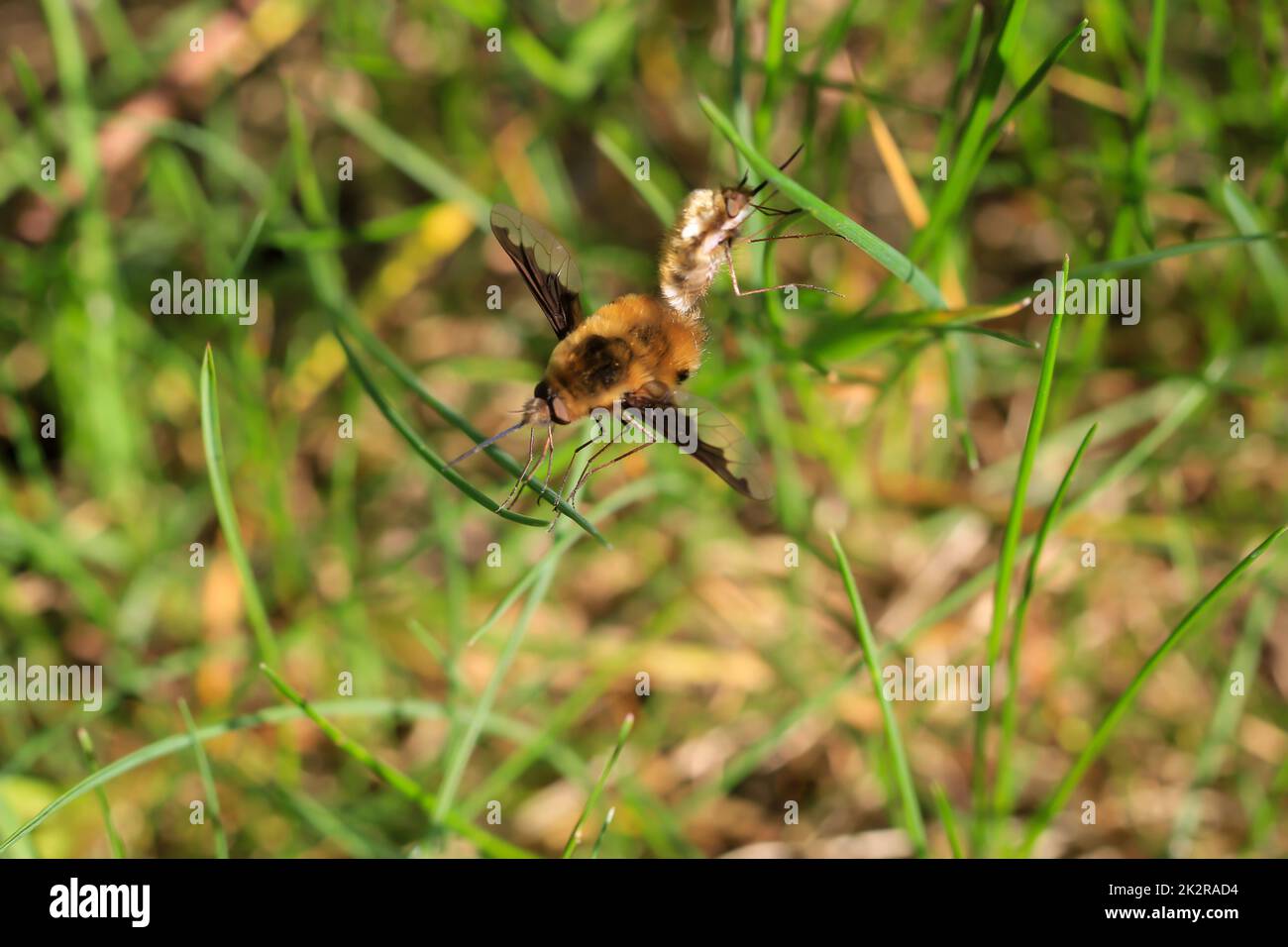 A pair of woolly hummingbirds mating on a blade of grass Stock Photo ...