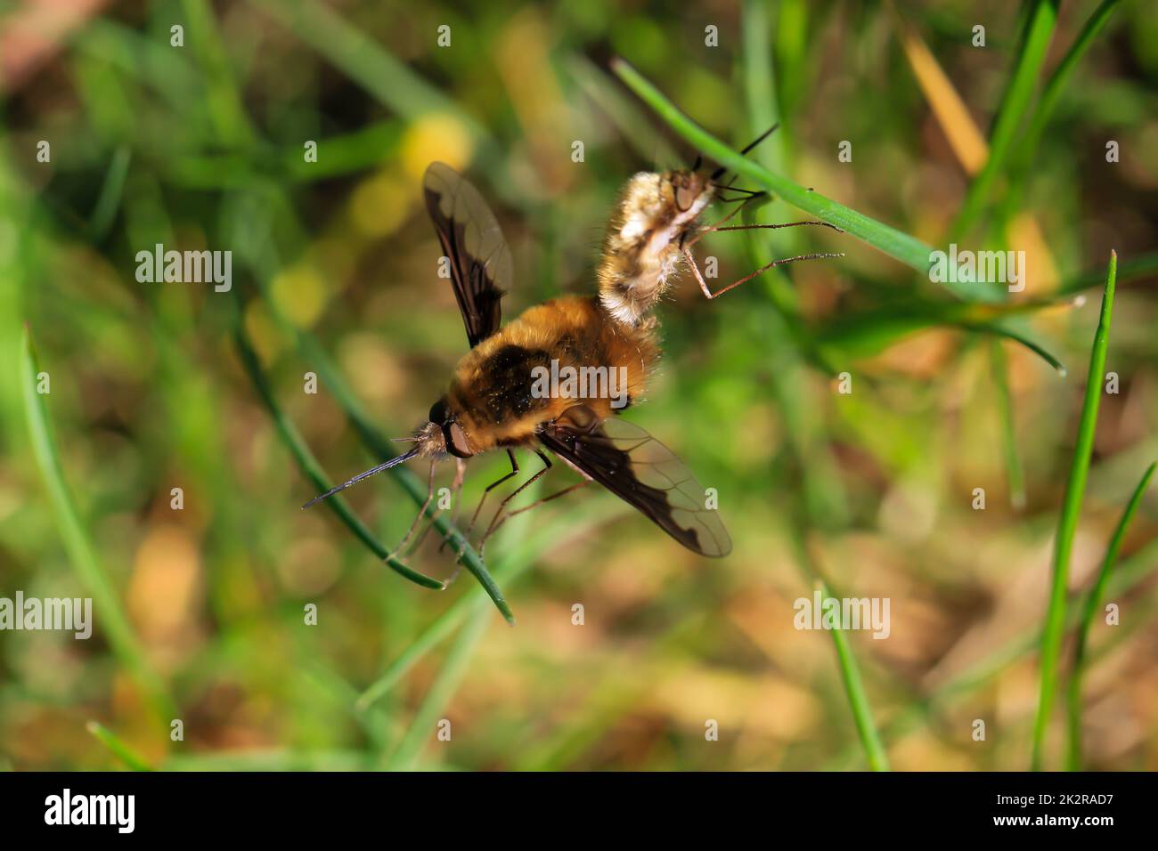 A pair of woolly hummingbirds mating on a blade of grass Stock Photo ...