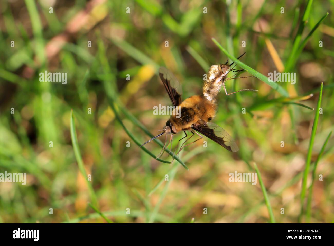 A pair of woolly hummingbirds mating on a blade of grass Stock Photo ...