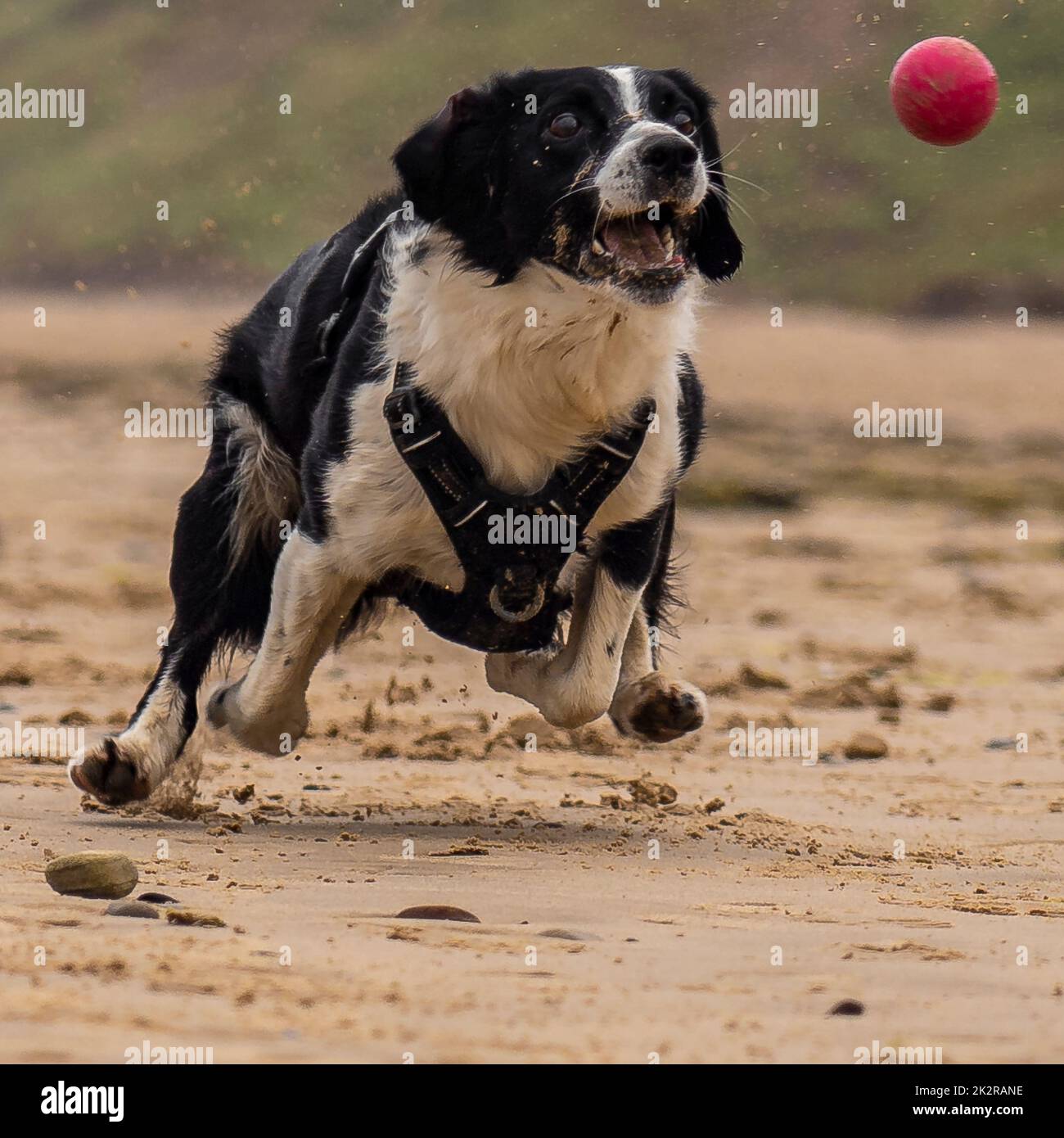 border collie catching and retrieving ball on beach at saltburn, north ...