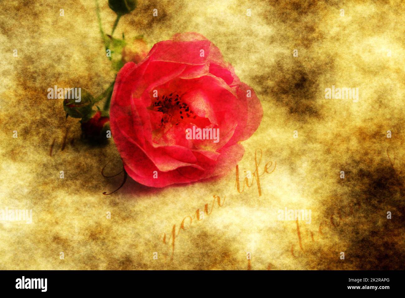 Red rose on grunge background Stock Photo - Alamy