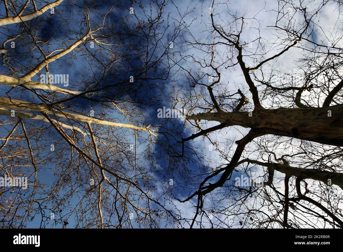 Trees from above Stock Photo - Alamy