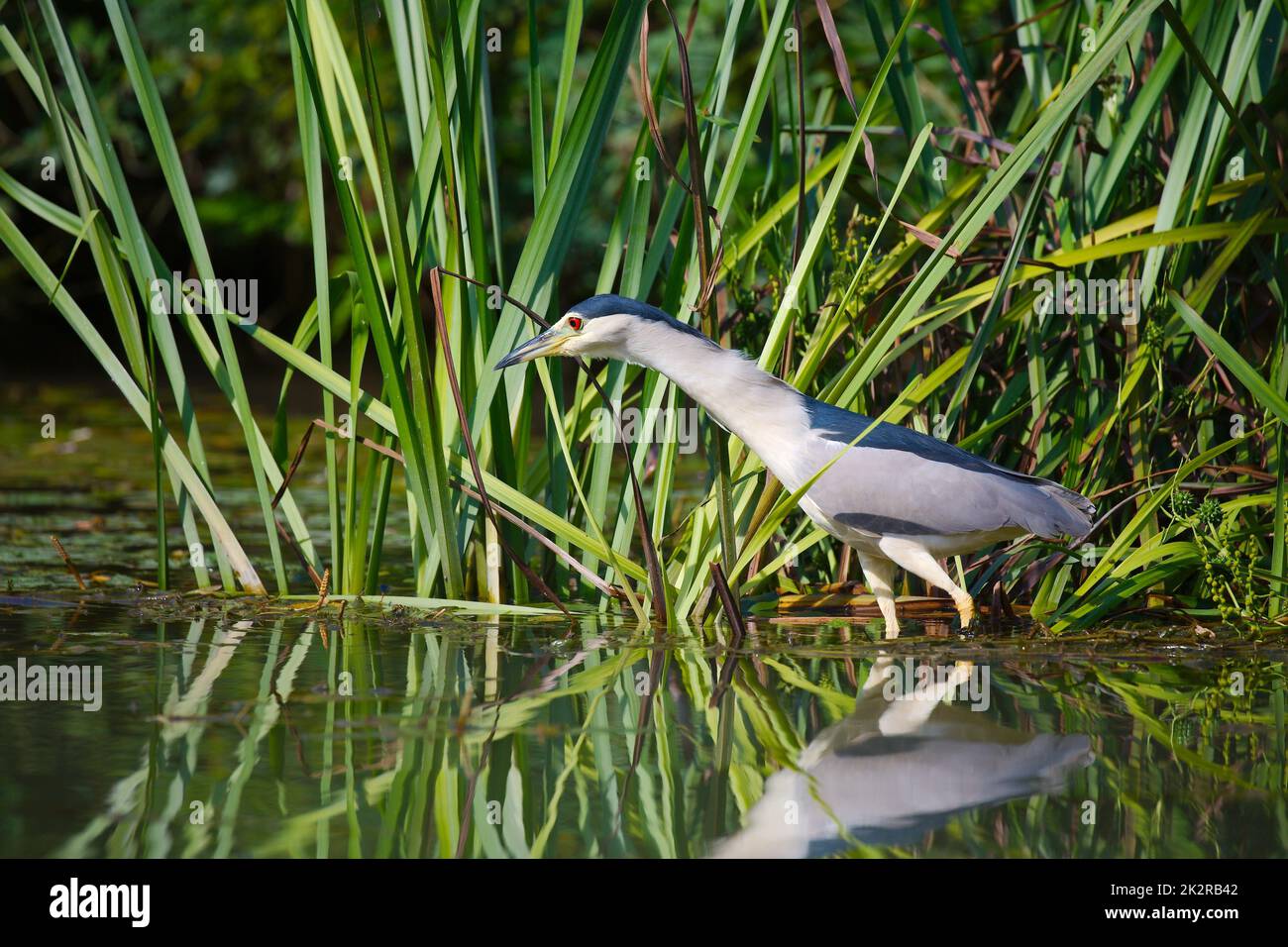 Bird fishing in the lake Stock Photo - Alamy