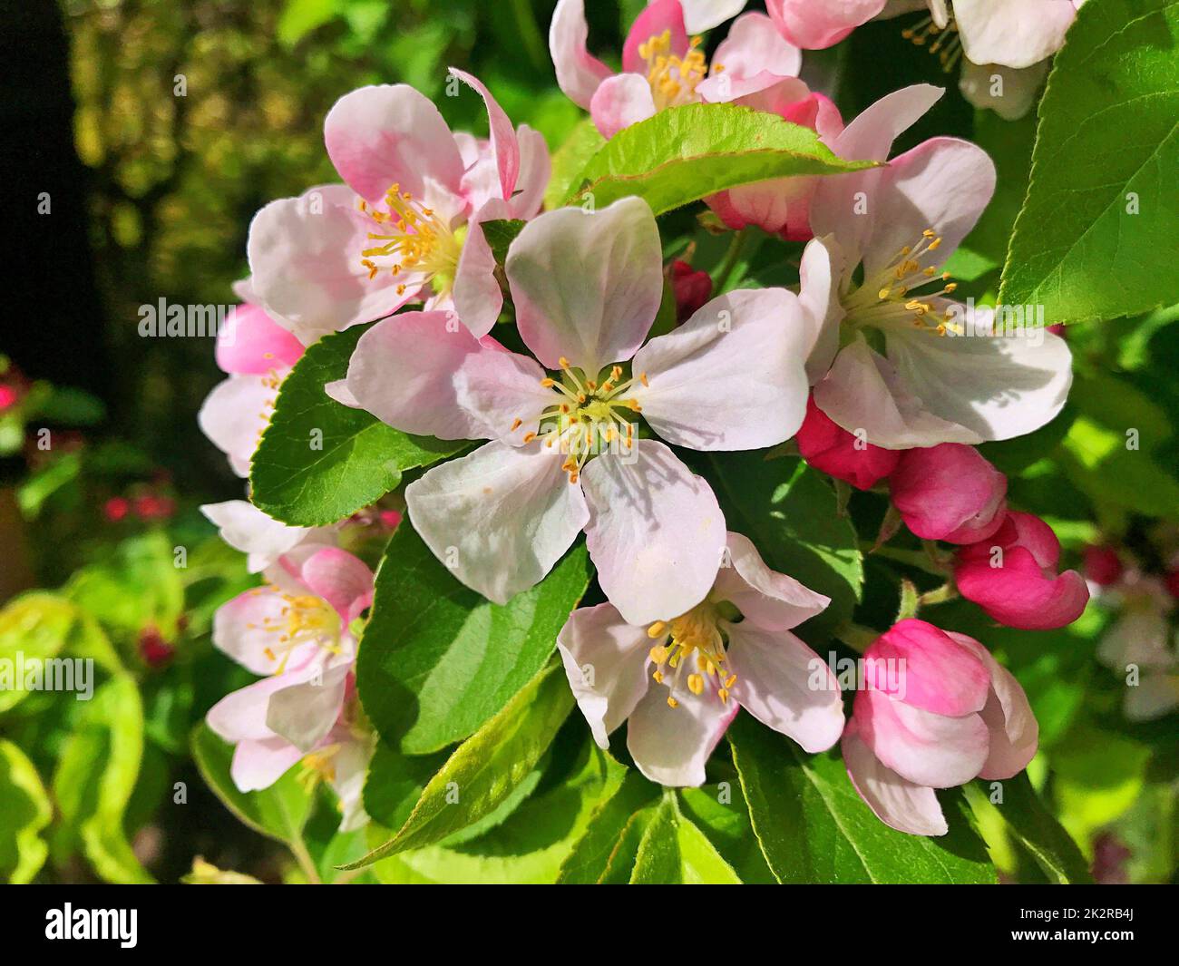 Apple flowers in the city park under spring Stock Photo - Alamy