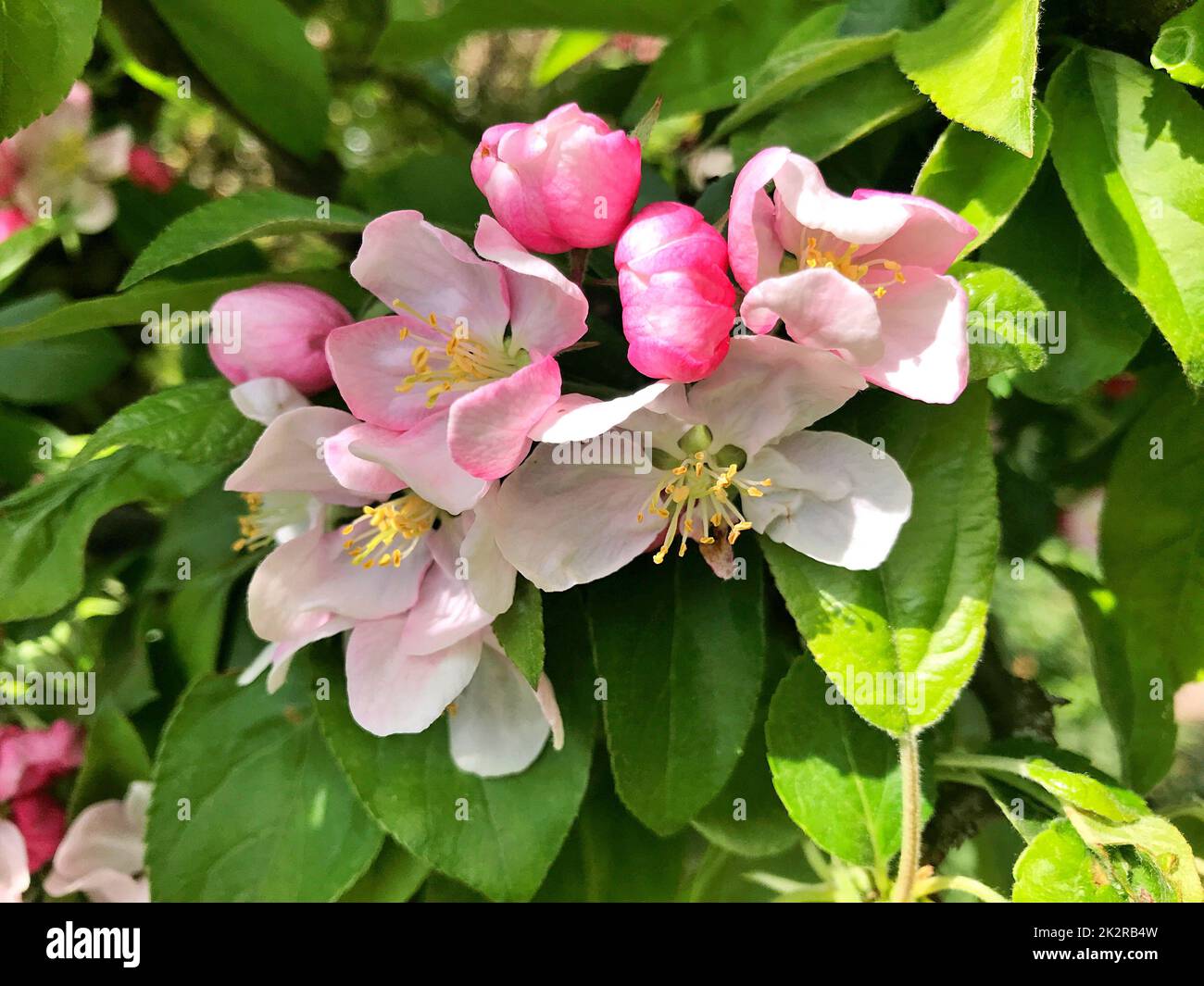 Apple flowers in the city park under spring Stock Photo - Alamy