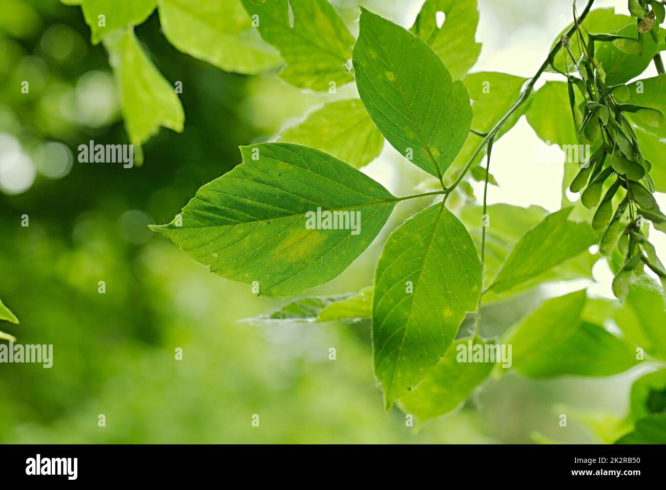 Spring Green Leaves Stock Photo - Alamy