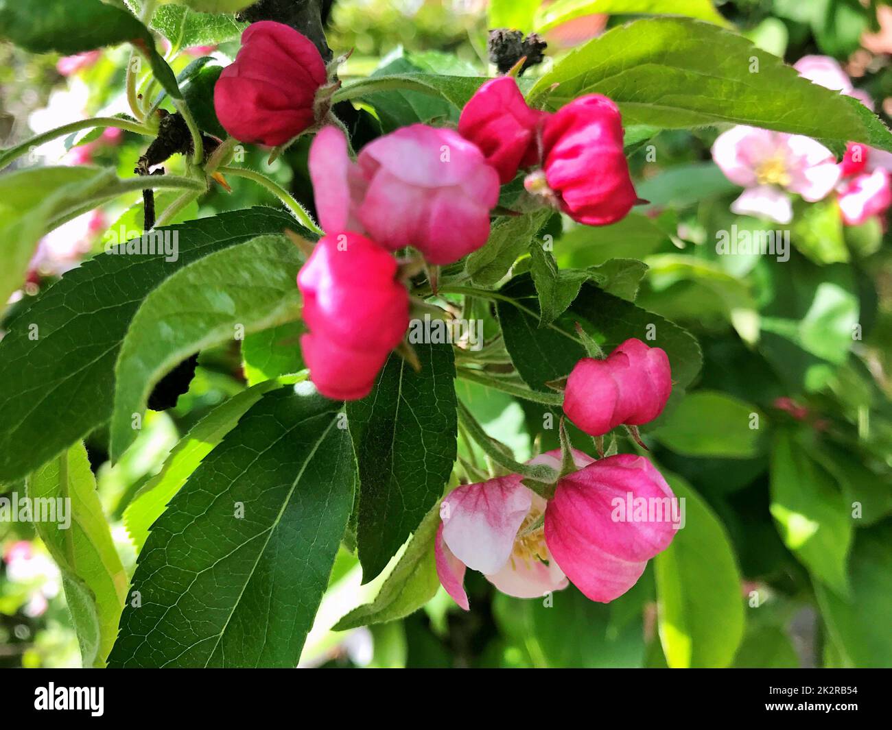 Apple flowers in the city park under spring Stock Photo - Alamy