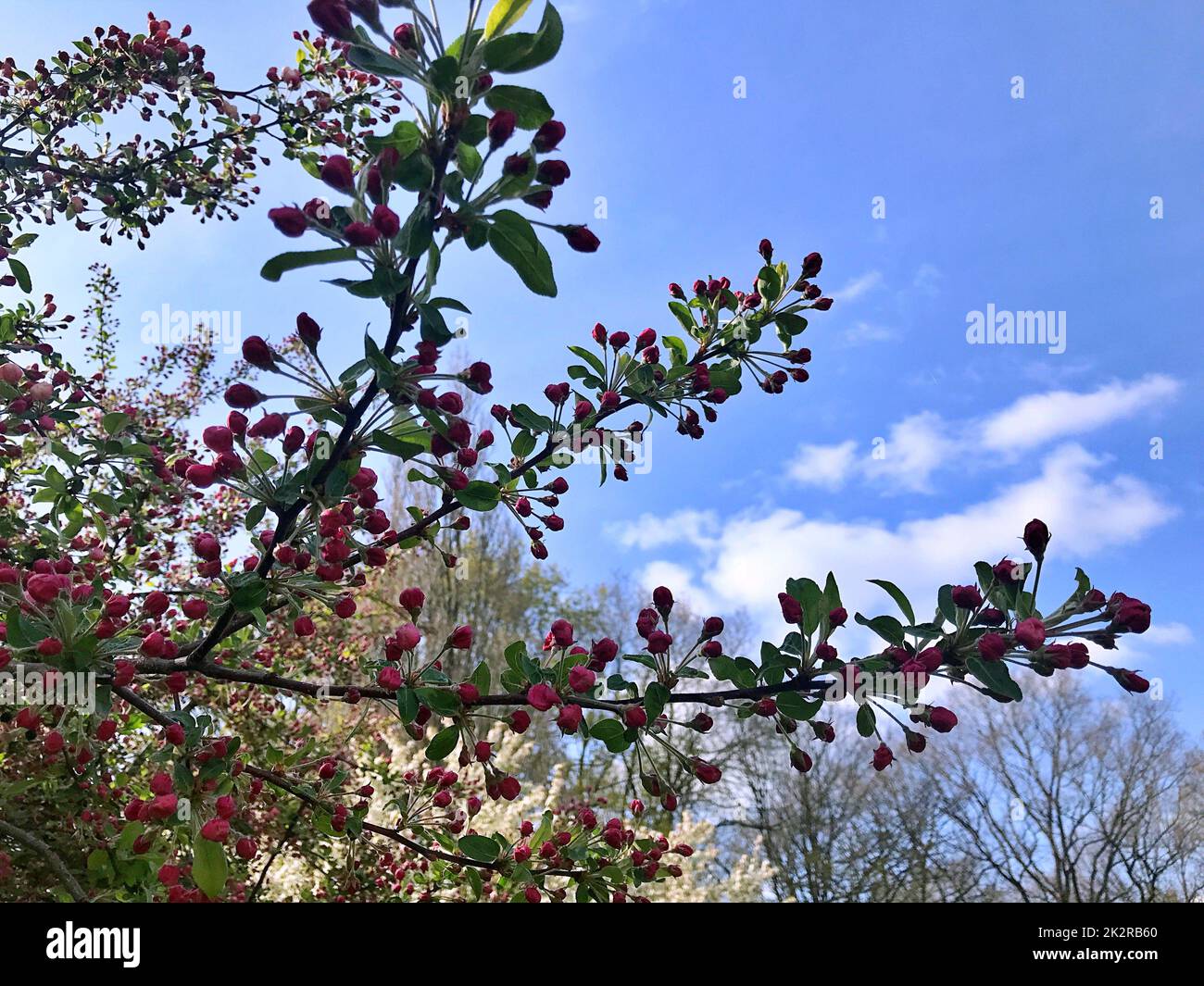 Apple flowers in the city park under spring Stock Photo - Alamy
