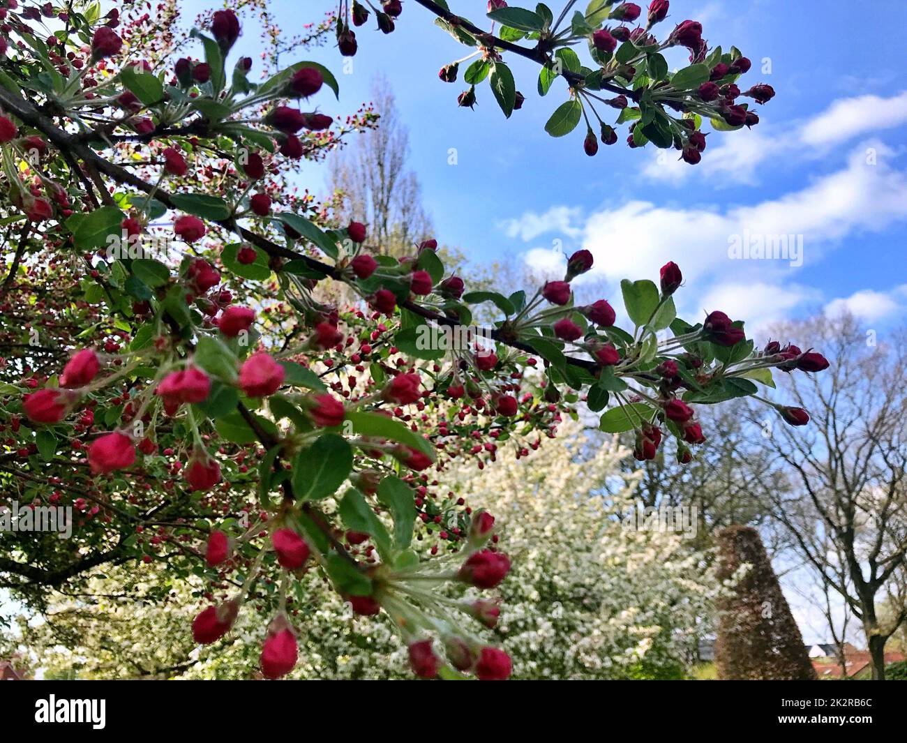 Apple flowers in the city park under spring Stock Photo - Alamy