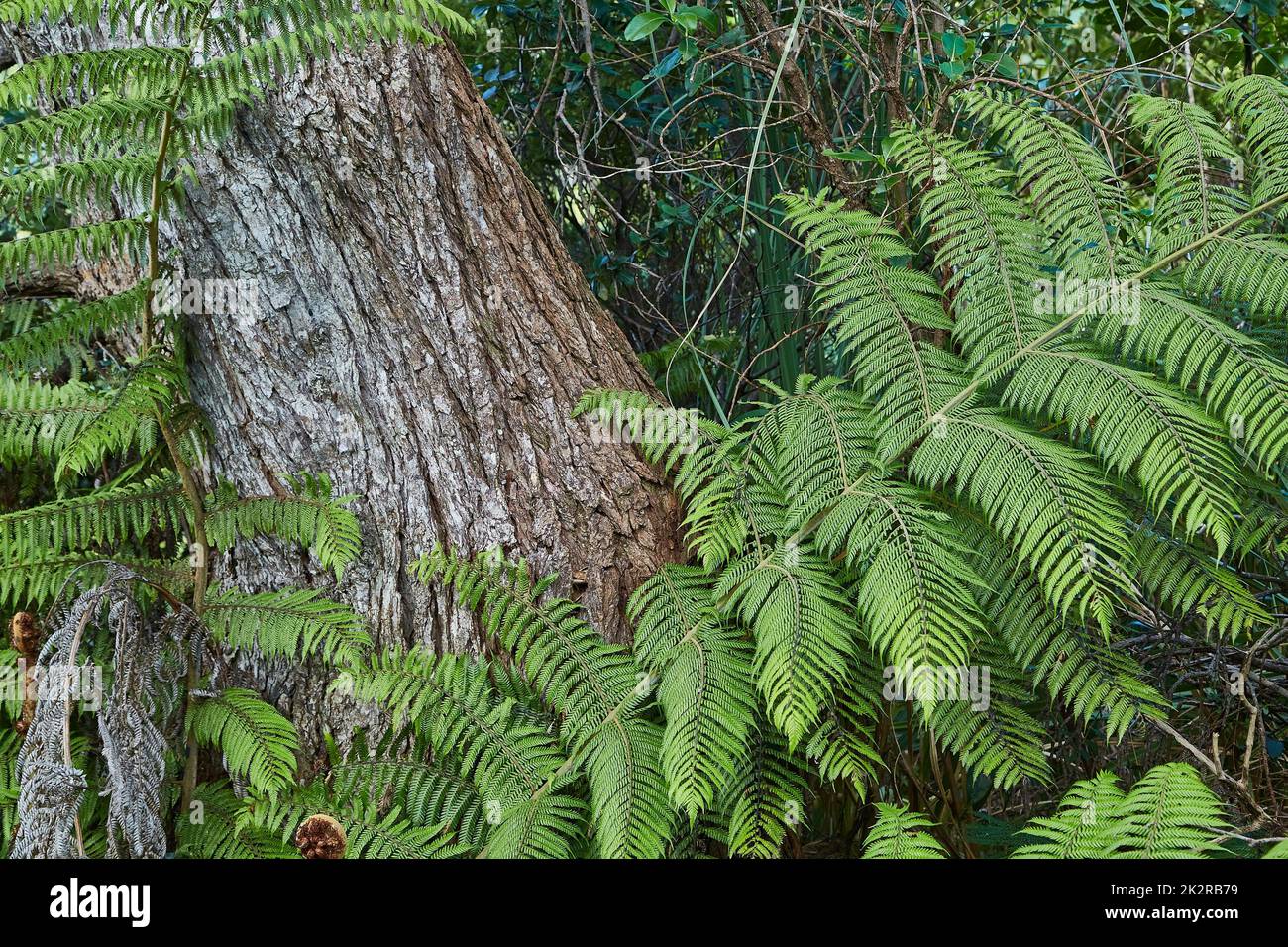 Fern leaves with tree trunk Stock Photo - Alamy