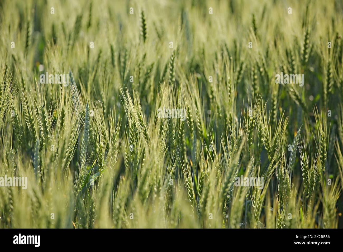 Closeup of wheat hi-res stock photography and images - Alamy