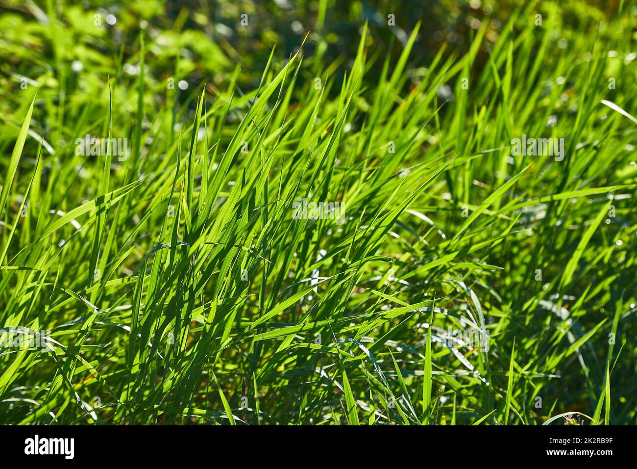 Green Grass Field Stock Photo - Alamy
