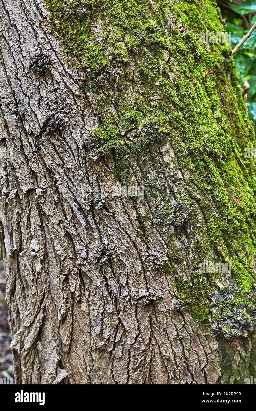 Ent tree hi-res stock photography and images - Alamy