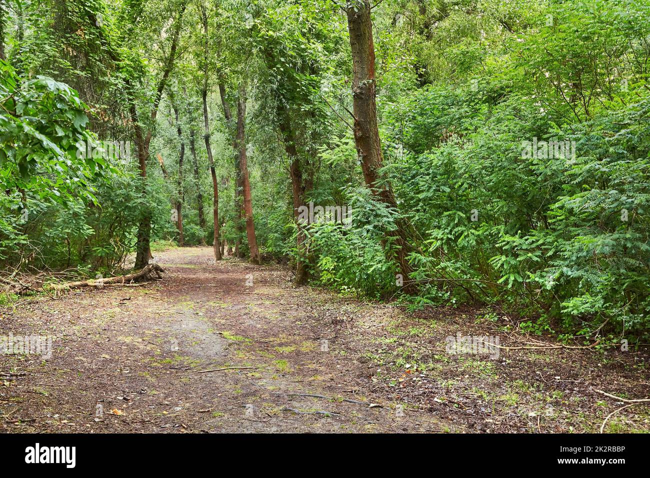 Forest walking route hi-res stock photography and images - Alamy