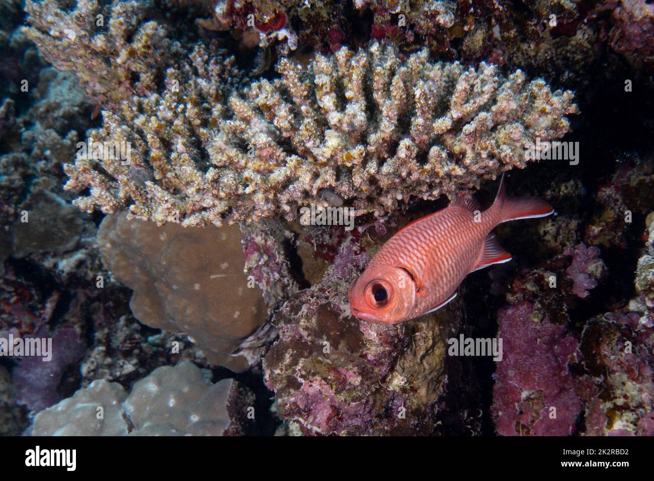 A Myripristis murdjan fish swimming around a sharp textured coral reef ...