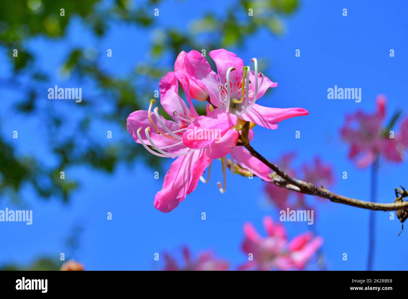 Rhododendron - azalea, flowers in the city park under spring Stock ...