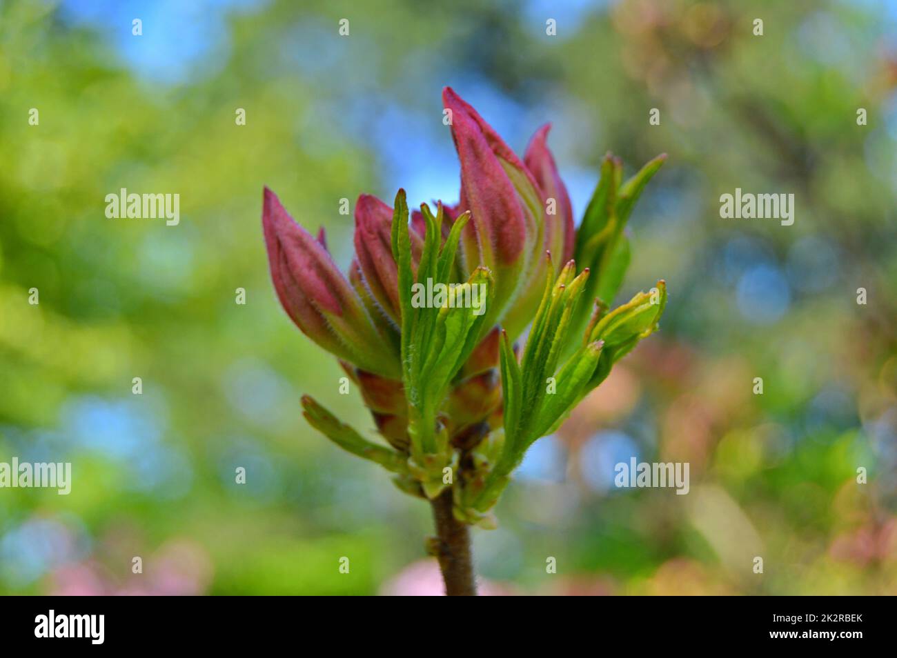 Rhododendron - azalea, flowers in the city park under spring Stock ...