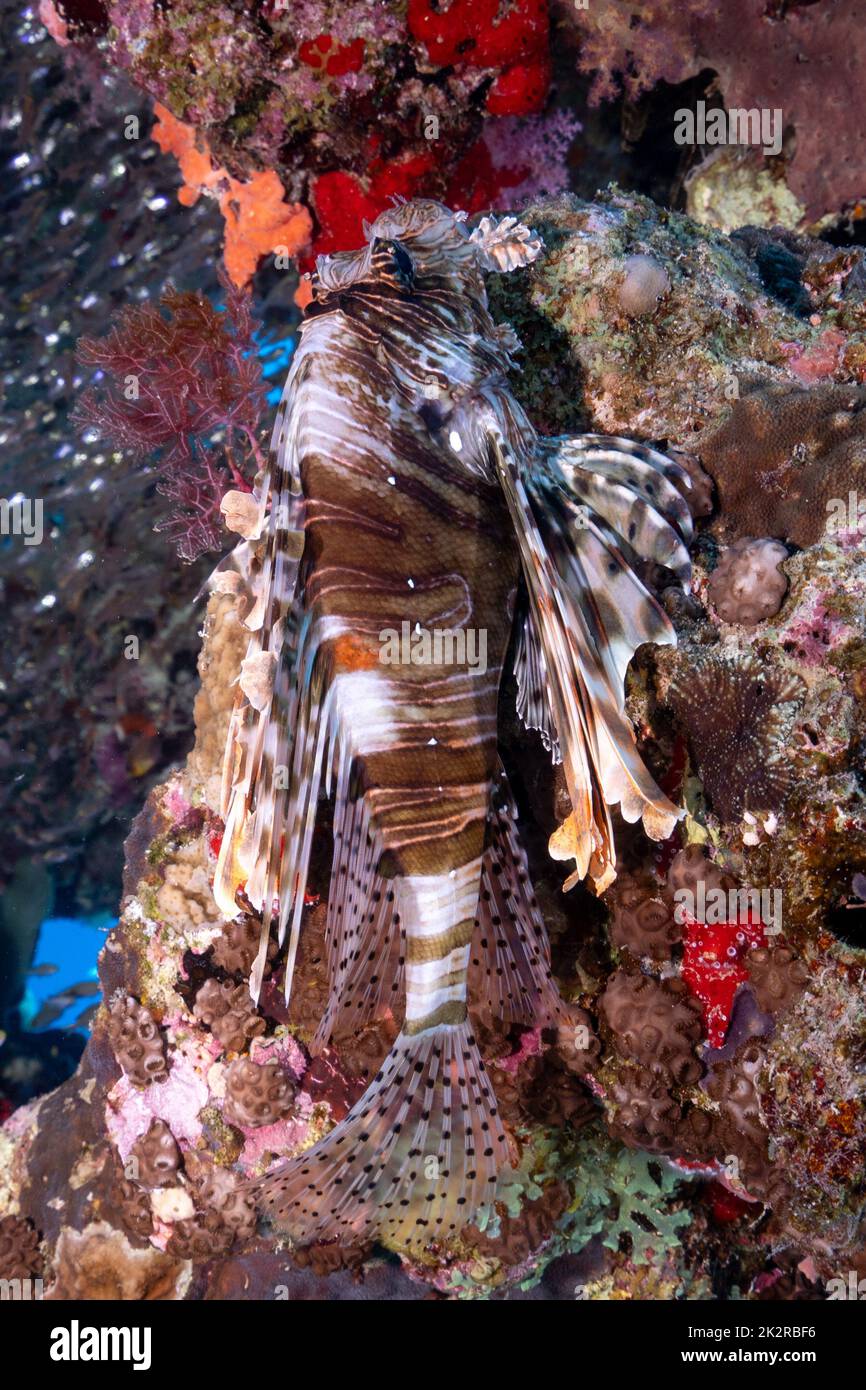 A lionfish swimming around a coral reef under the sea Stock Photo - Alamy