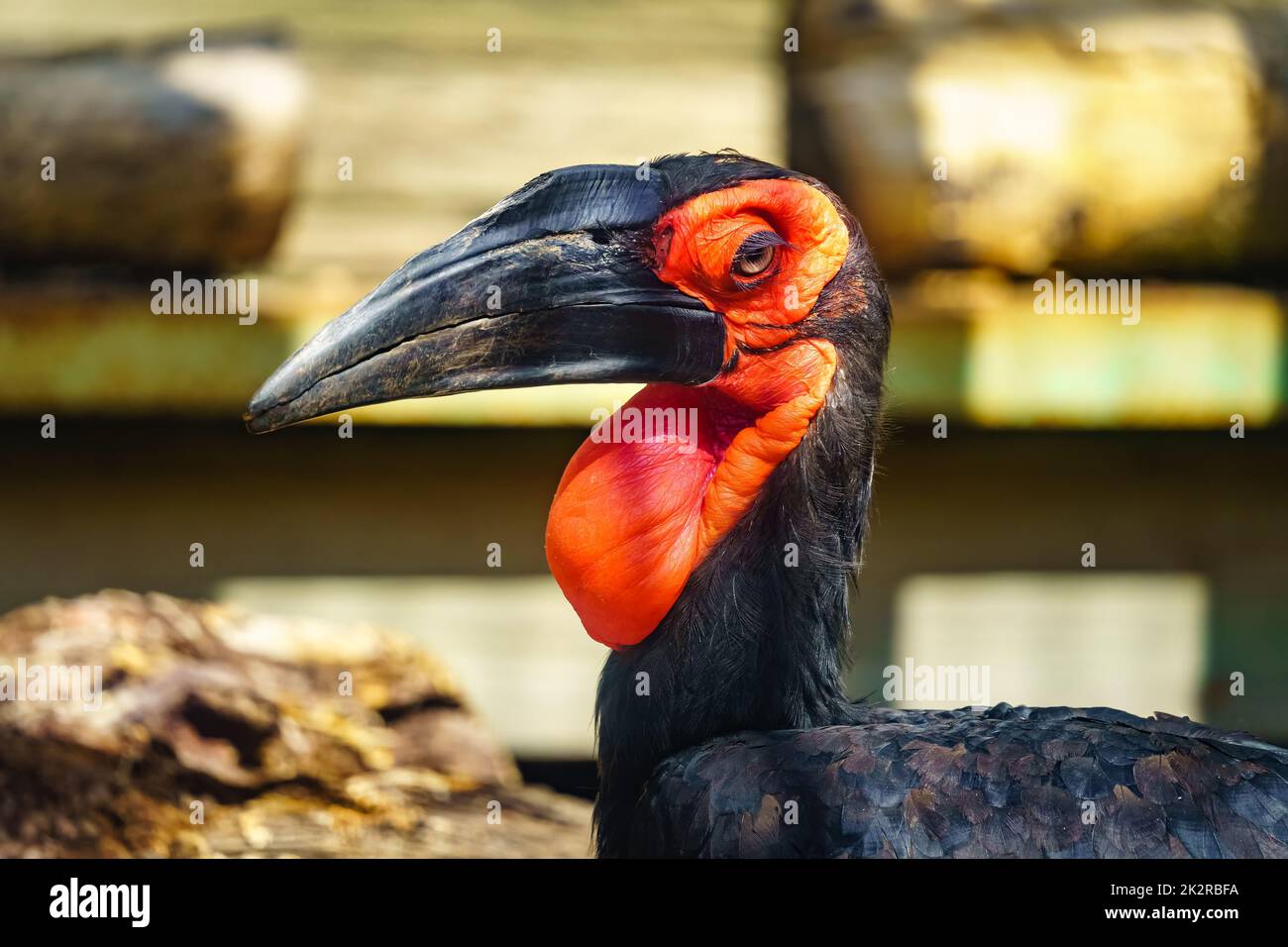 Large hornbill with its black beak and red face and chest, exotic bird ...