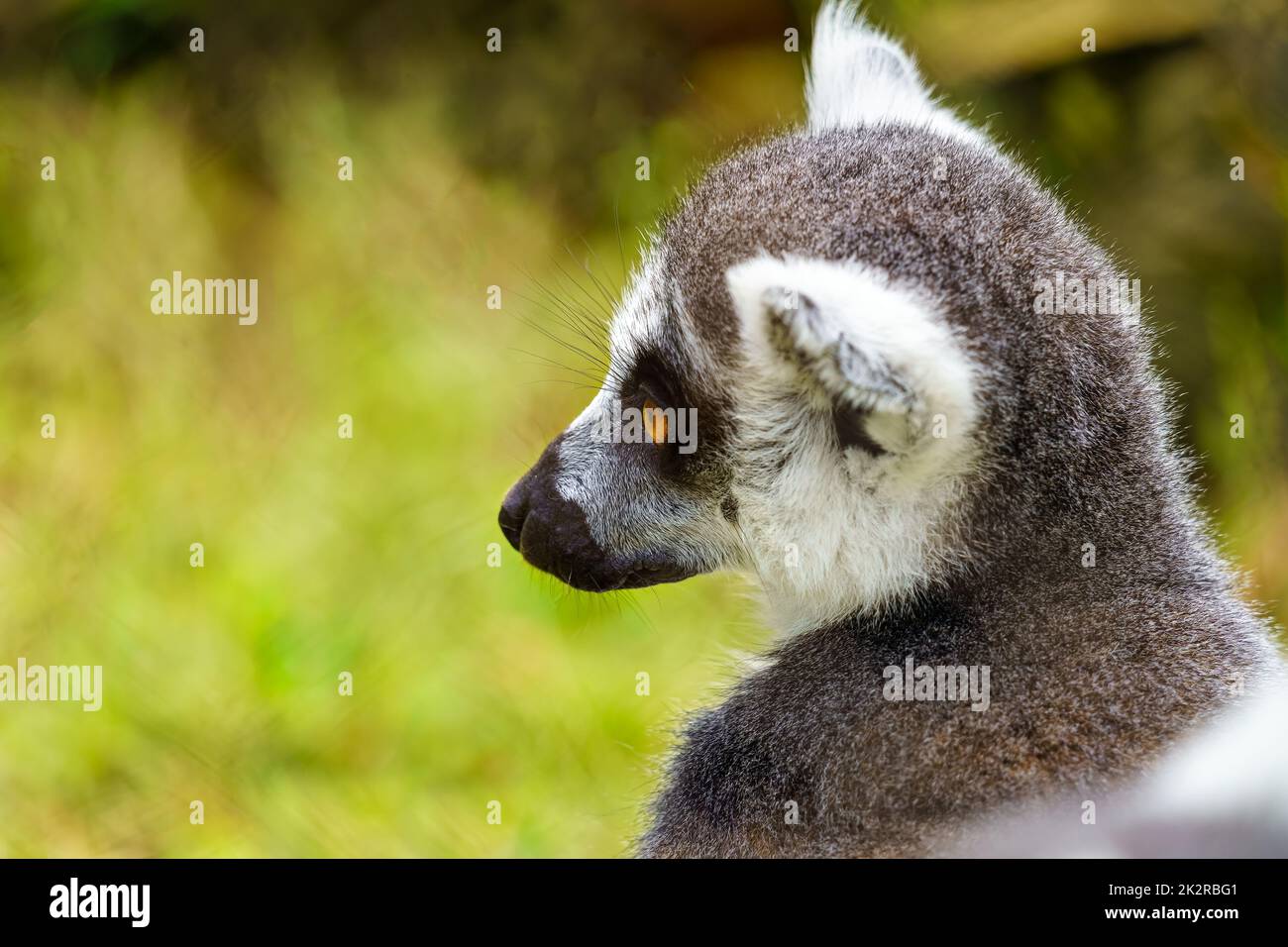 Monkey looking sideways hi-res stock photography and images - Alamy