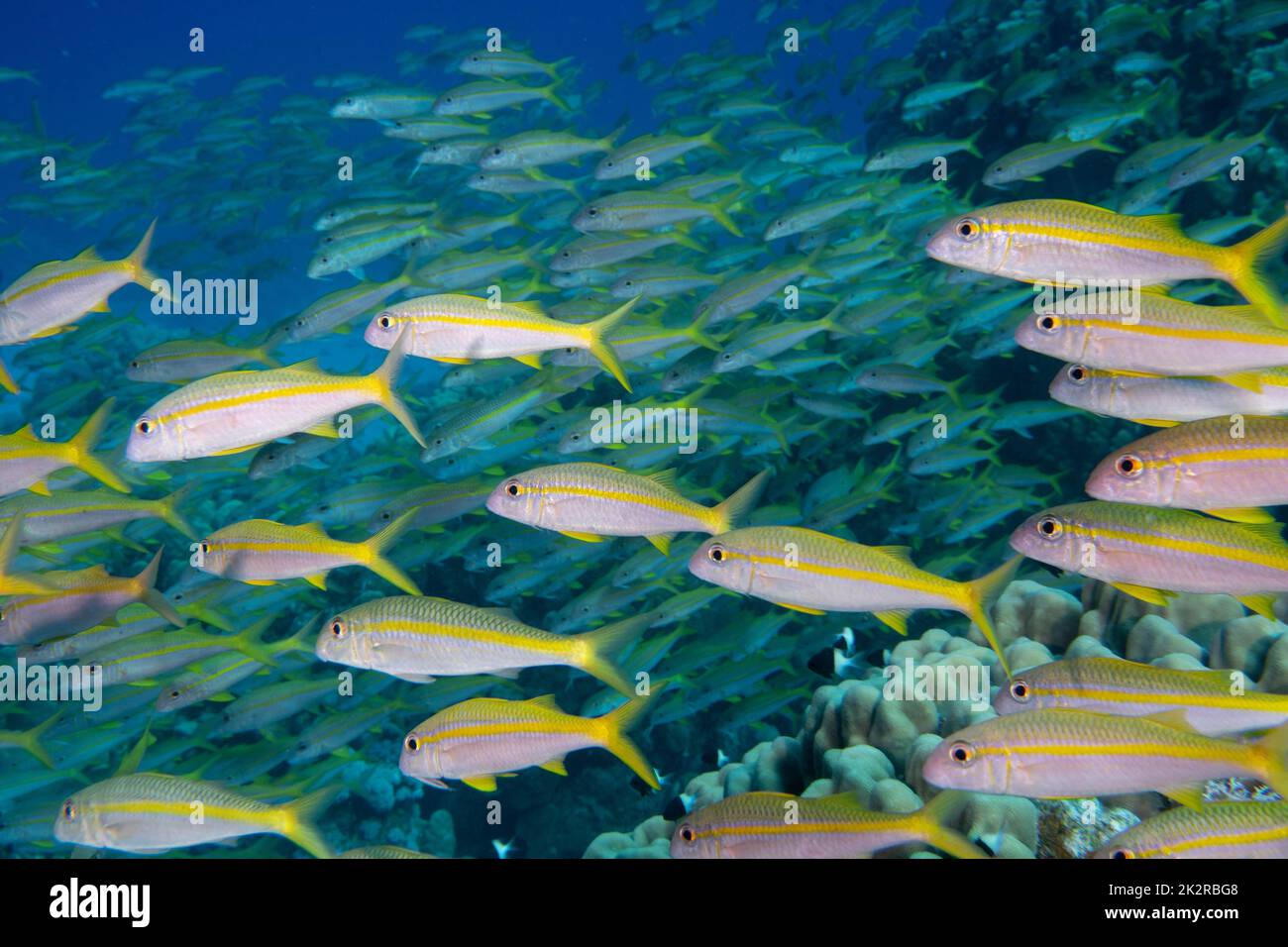 A school of yellowfin goatfish swimming near coral reefs under the deep ...