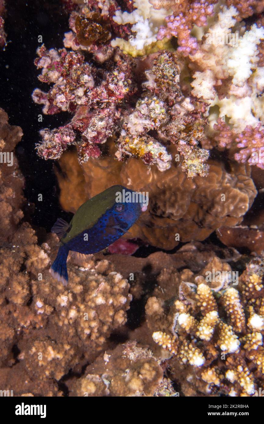 Blue spotted boxfish hi-res stock photography and images - Alamy