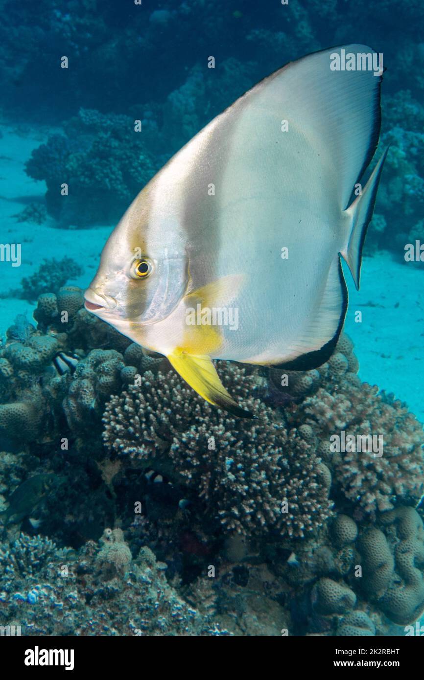 A Teira batfish swimming around a sharp textured coral reef under the ...