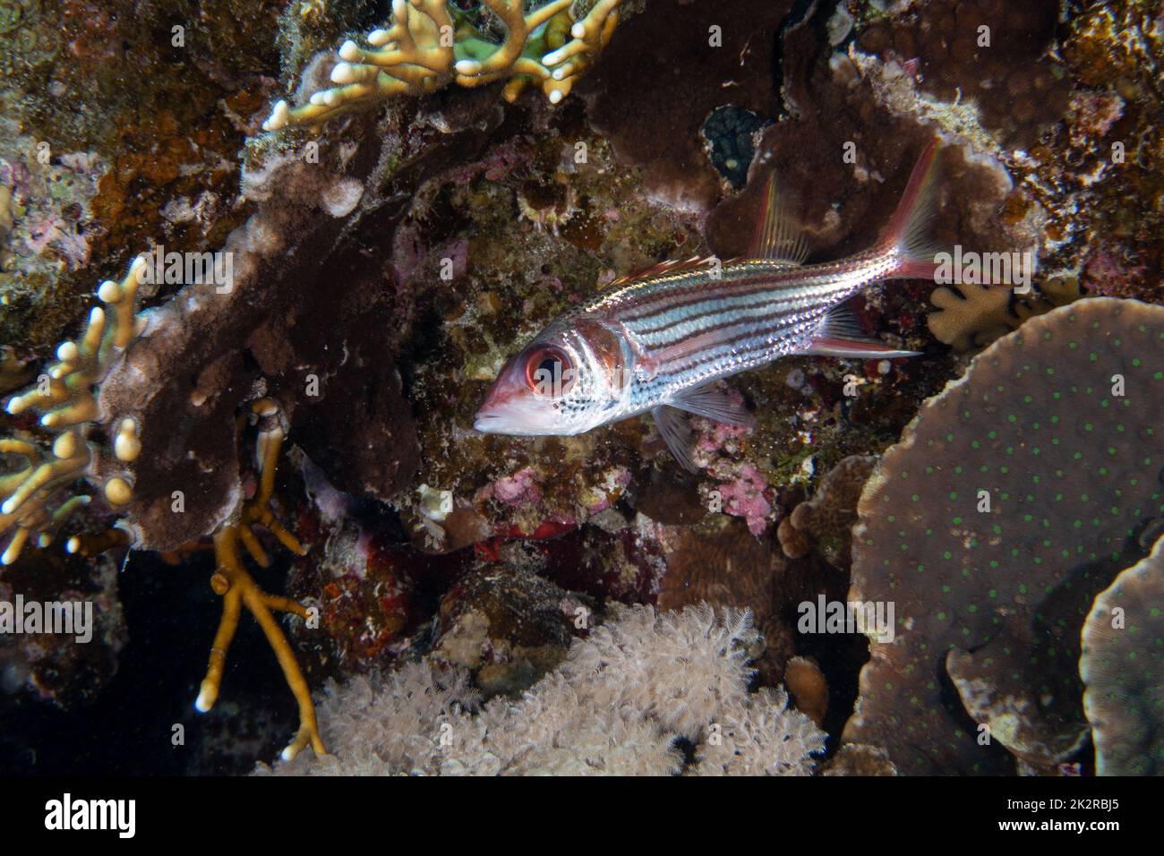A Neoniphon sammara fish swimming around a sharp textured coral reef ...