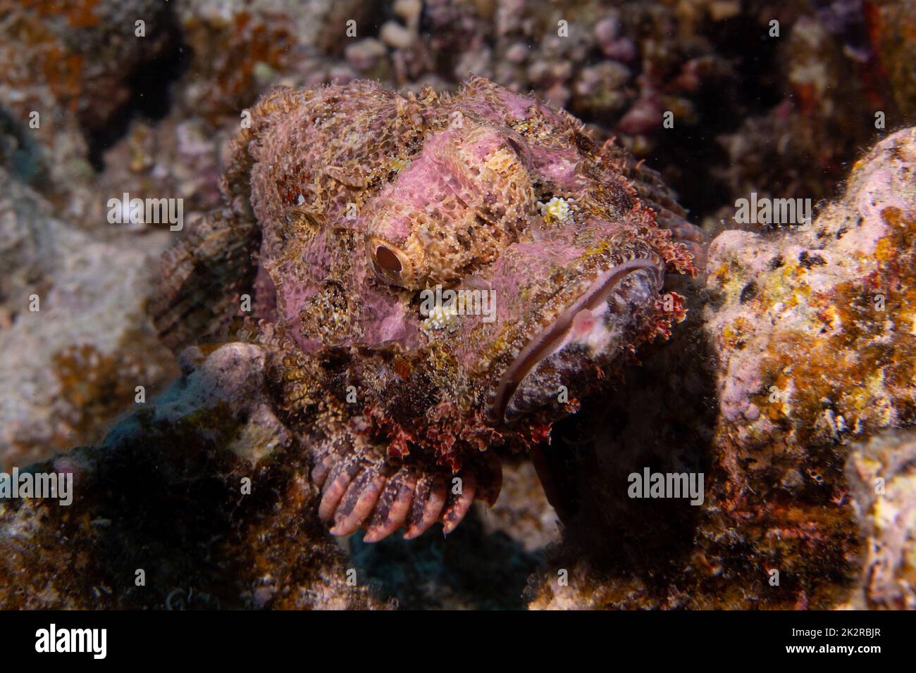 A stonefish swimming around a sharp textured coral reef under the sea ...