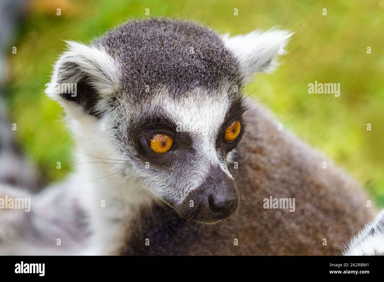 Camera close-up of a lemur looking sideways with its big eyes Stock ...
