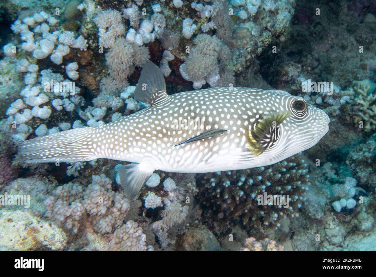 A pufferfish swimming around a sharp textured coral reef under the sea ...