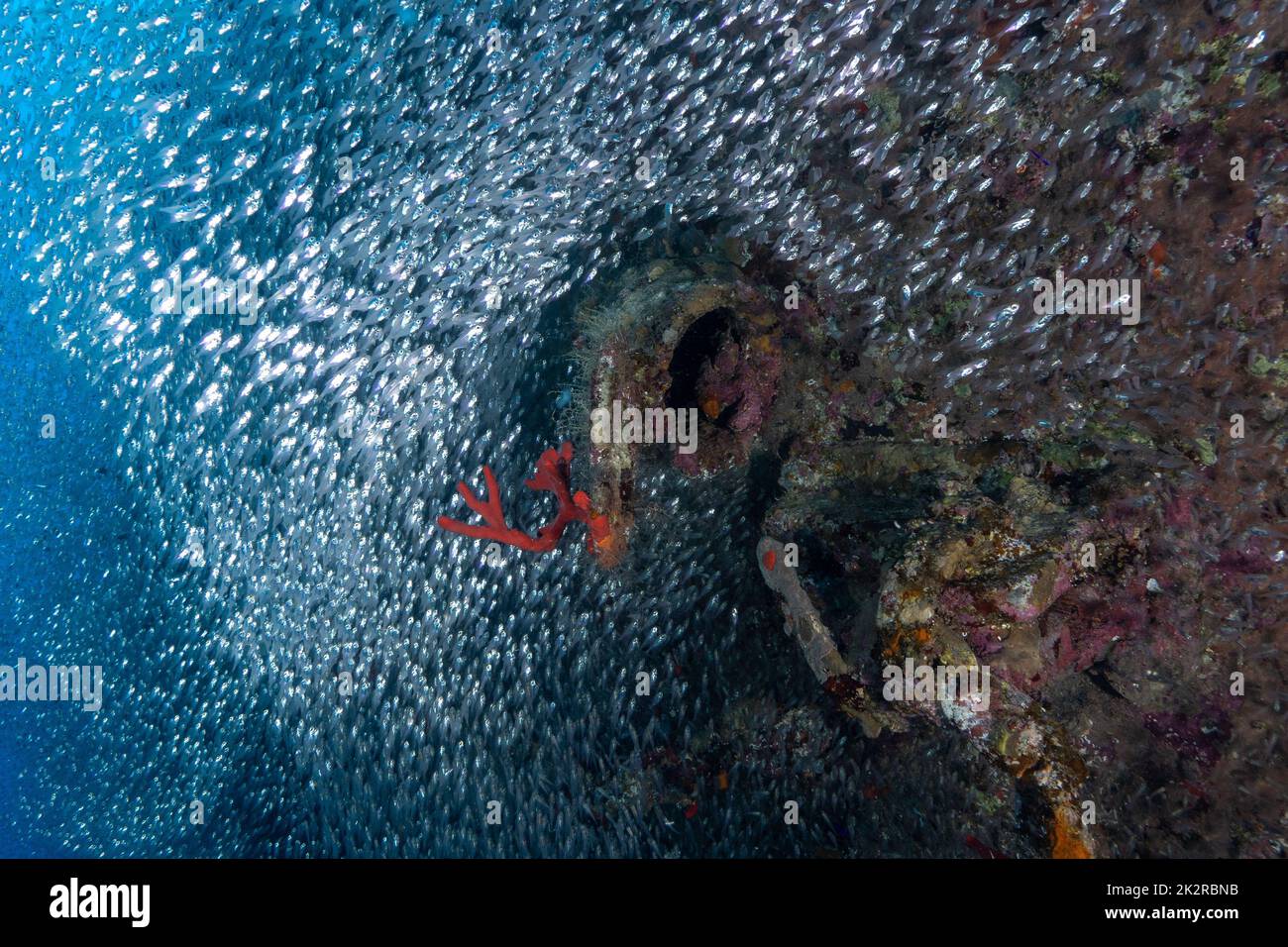 A school of shiny fishes swimming near coral reefs under the deep blue ...