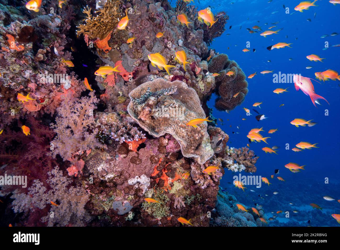 A school of small fishes swimming near coral reefs under the deep blue ...