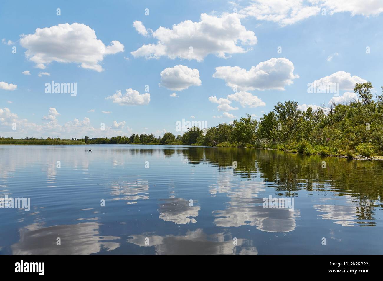 Water surface lake with trees Stock Photo - Alamy