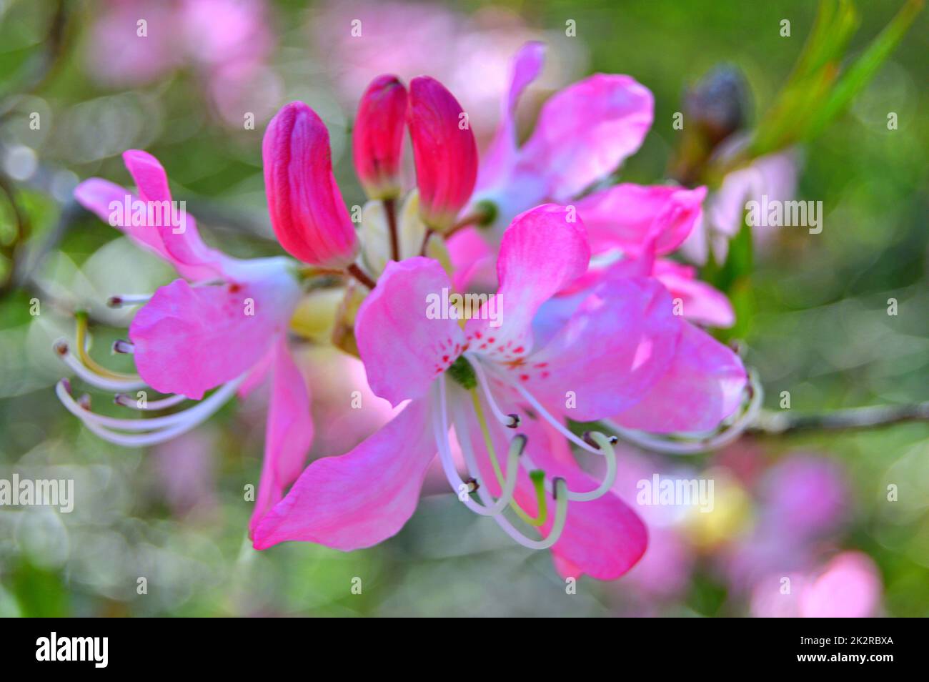 Rhododendron - azalea, flowers in the city park under spring Stock ...