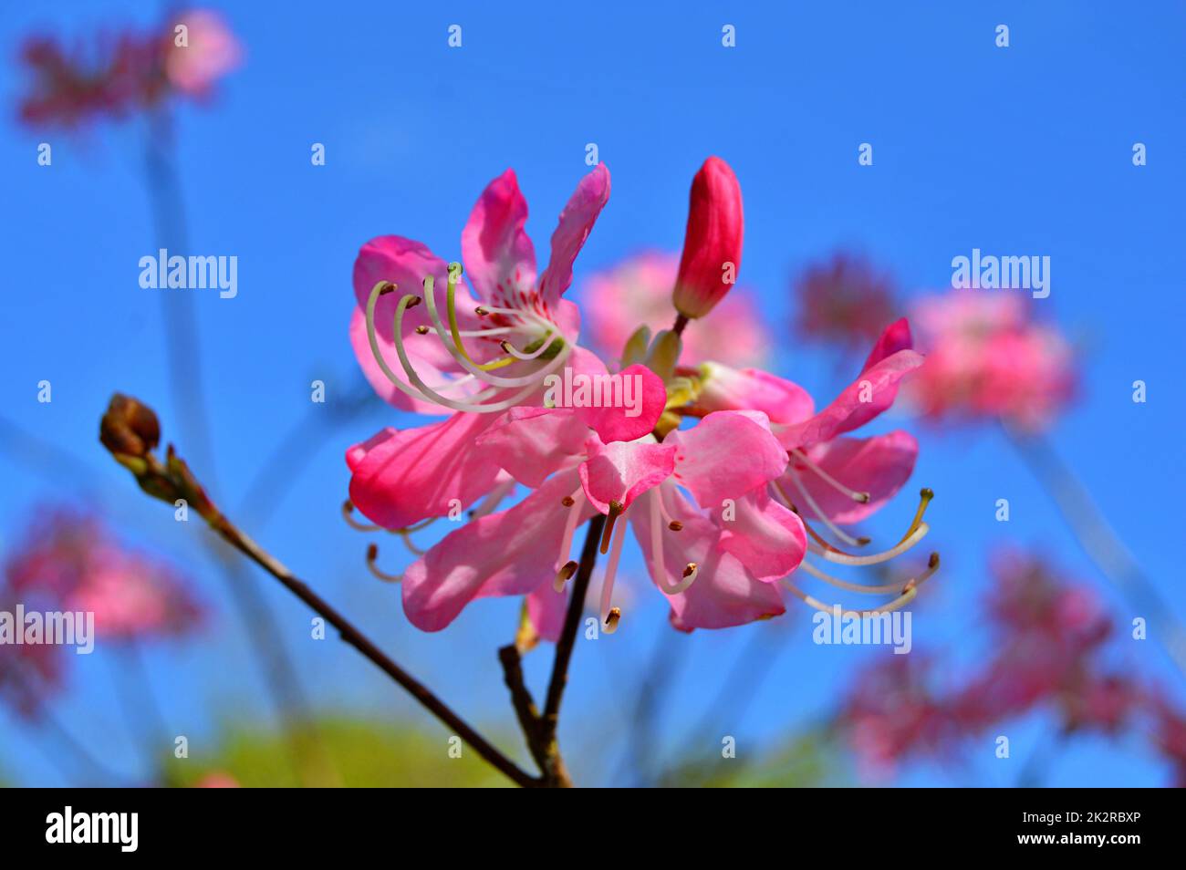 Rhododendron - azalea, flowers in the city park under spring Stock ...