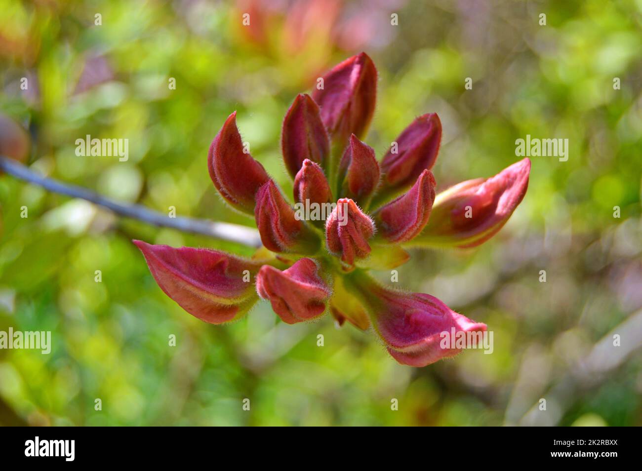 Rhododendron - azalea, flowers in the city park under spring Stock ...