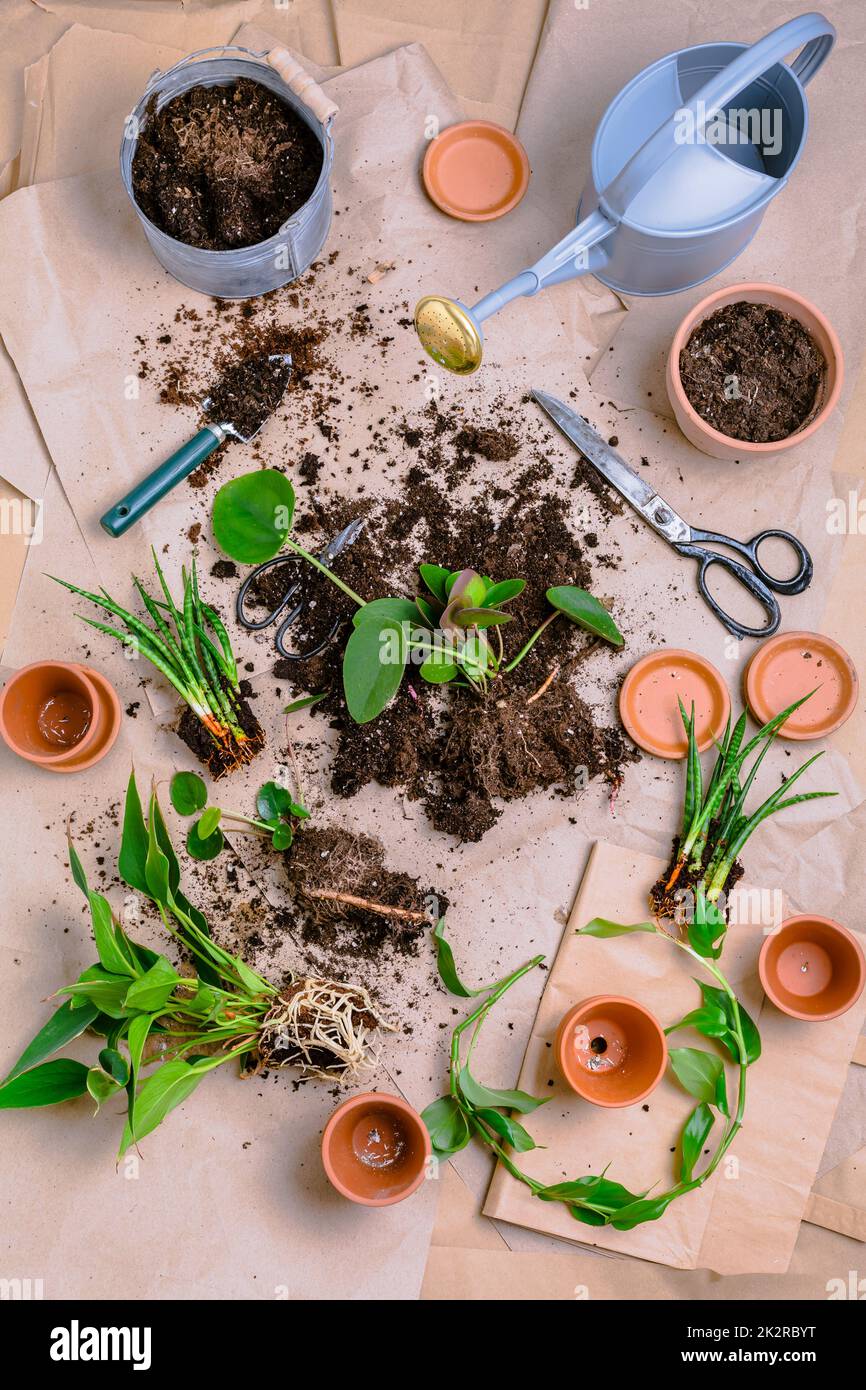Plant propagation and replanting house plant concept with flowerpots ...