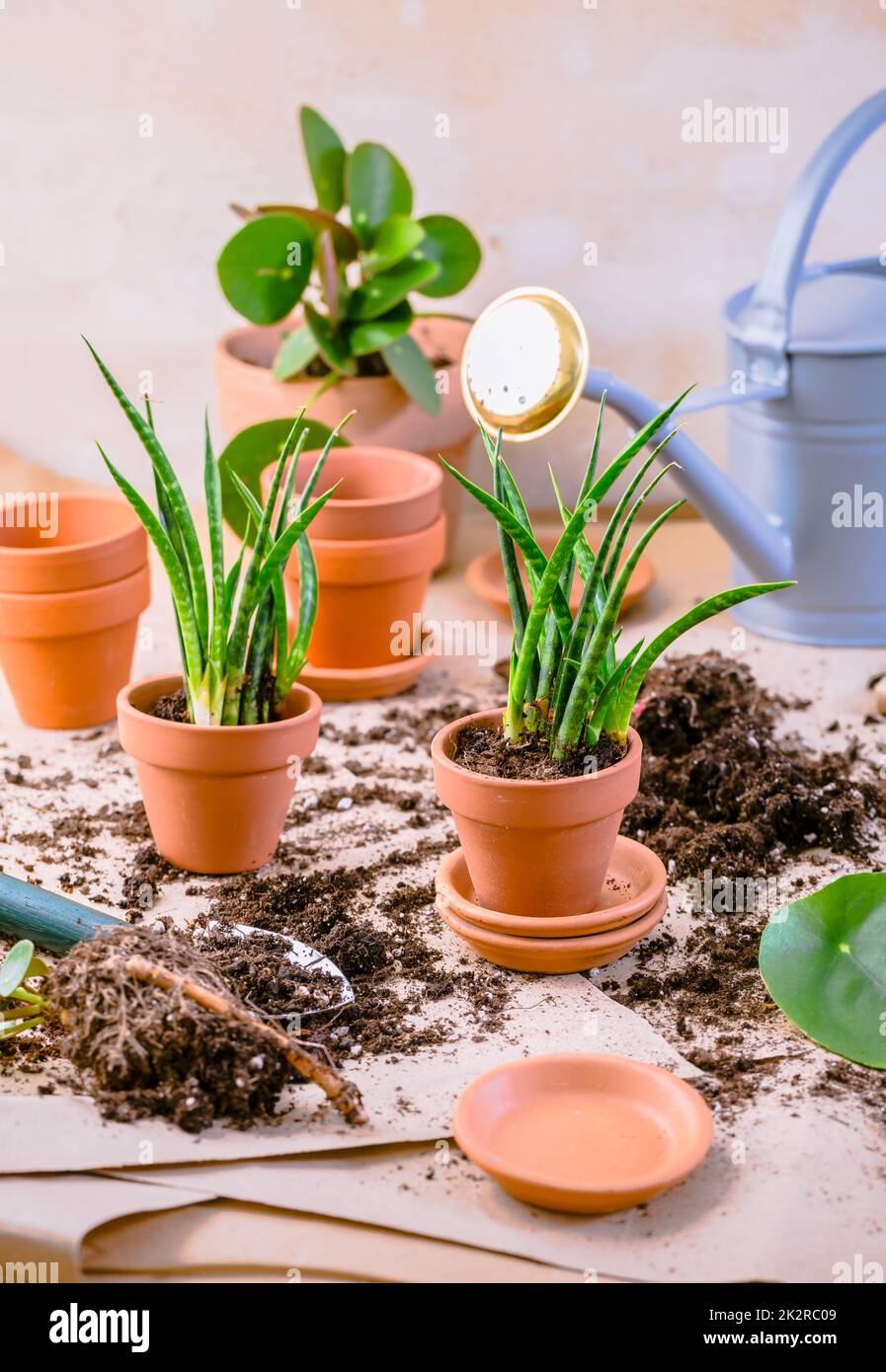 Plant propagation and replanting house plant concept with flowerpots ...