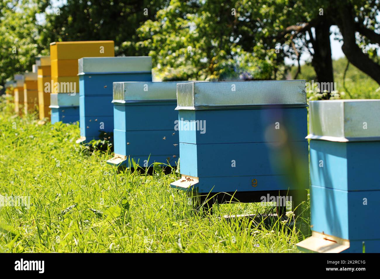 wooden beehives in the garden Stock Photo - Alamy