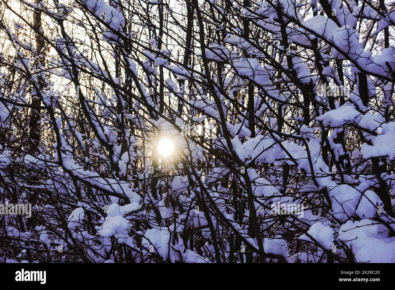 shrub mit snow with the sun shining through in the winter Stock Photo ...