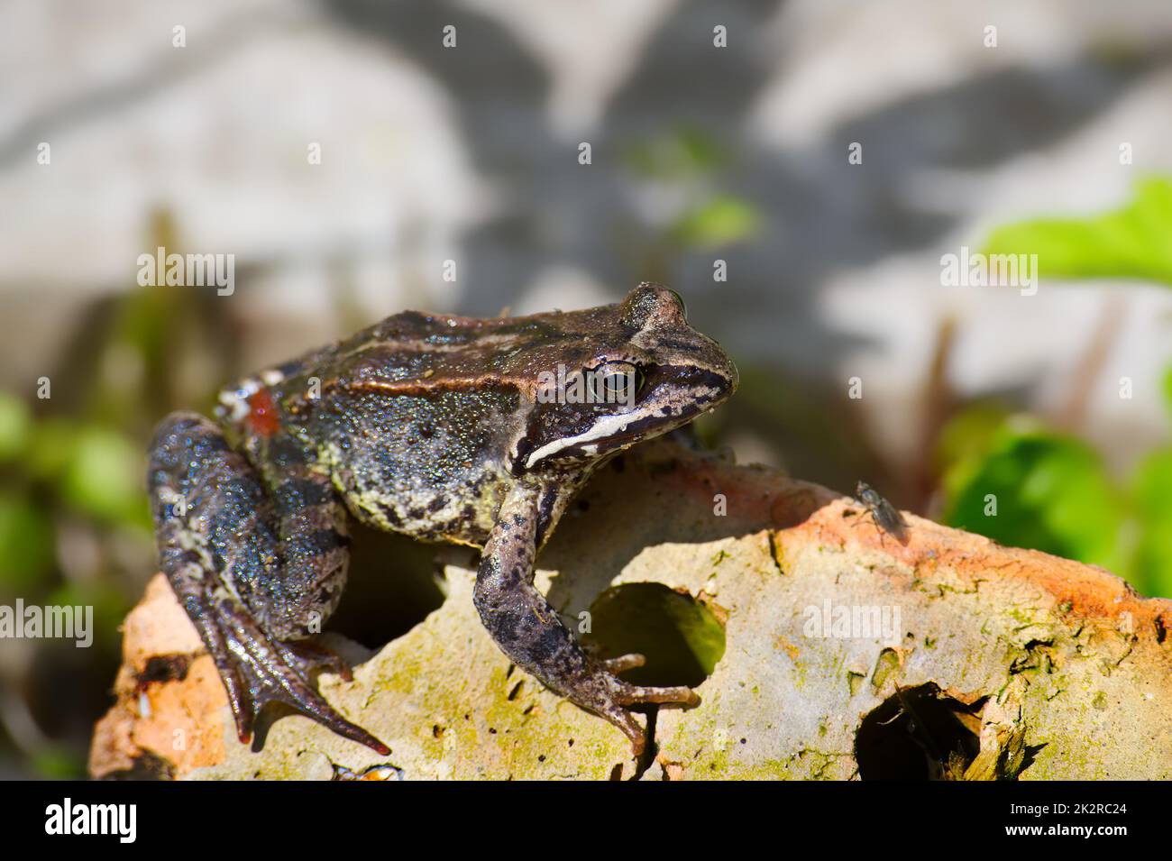Young natterjack toad (Epidalea calamita Stock Photo - Alamy
