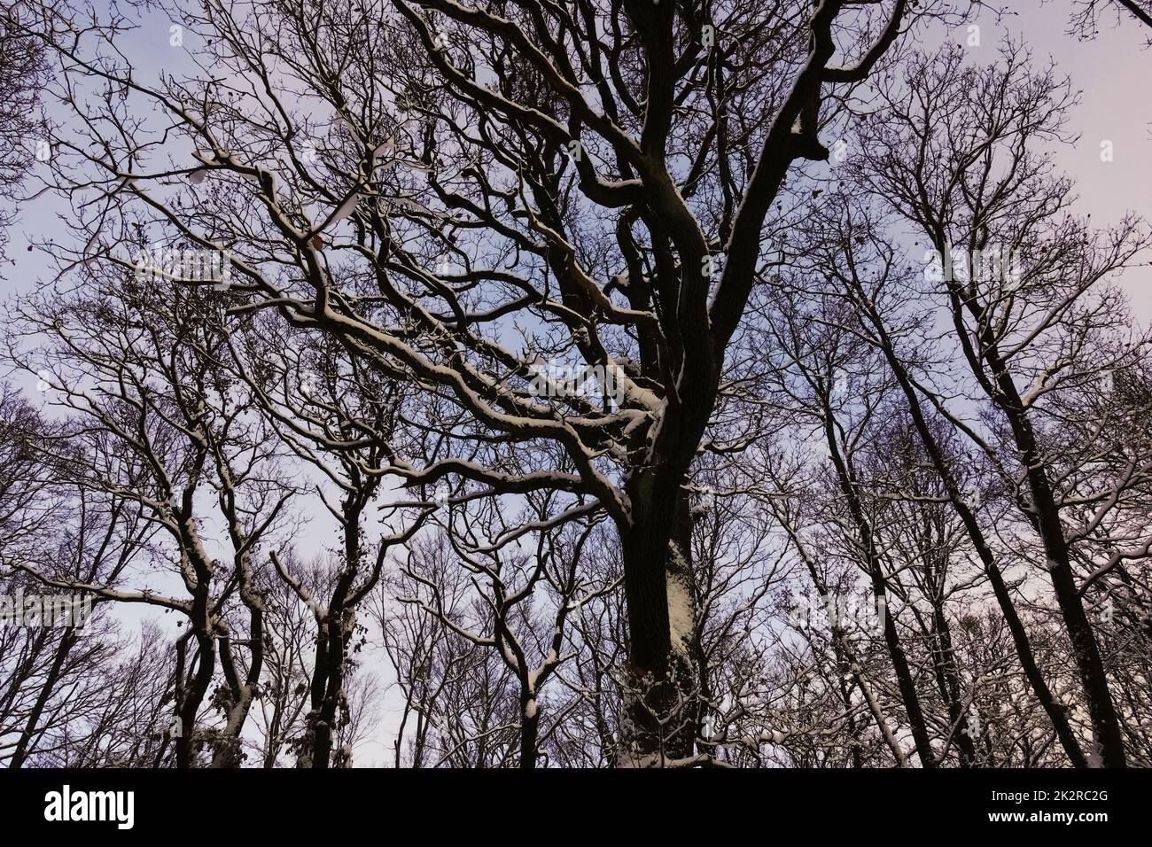 Nice trees hi-res stock photography and images - Alamy